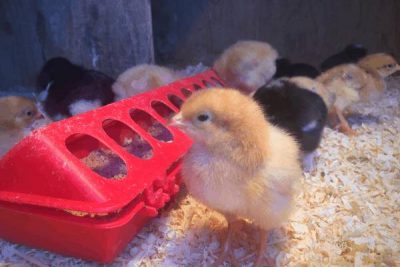Buying Chicks: Pros and Cons of Where to Buy - Backyard Poultry
